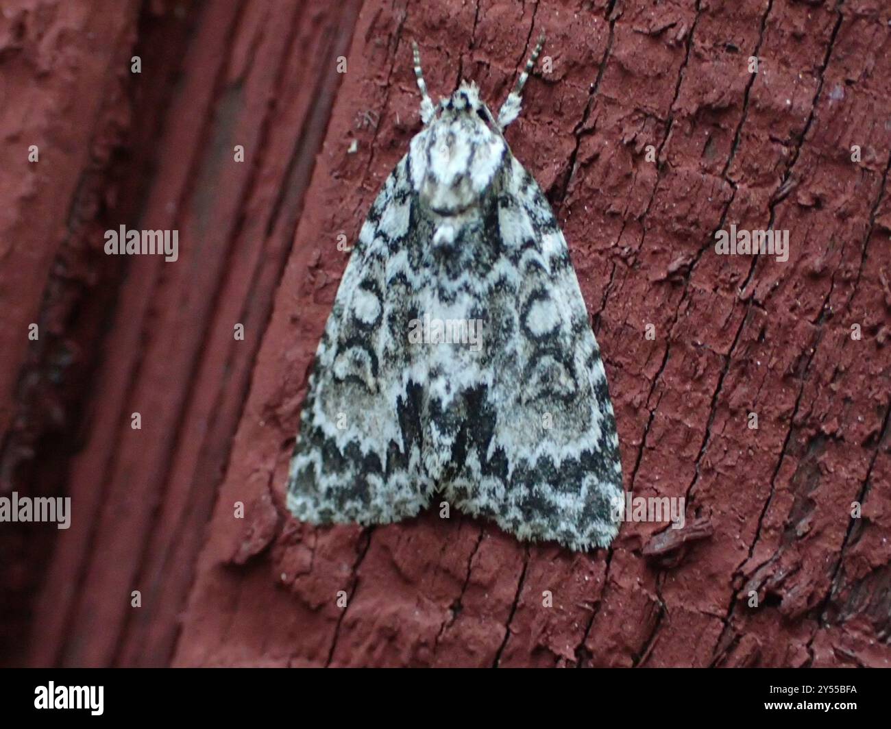 Fragile Dagger (Acronicta fragilis) Insecta Stock Photo - Alamy