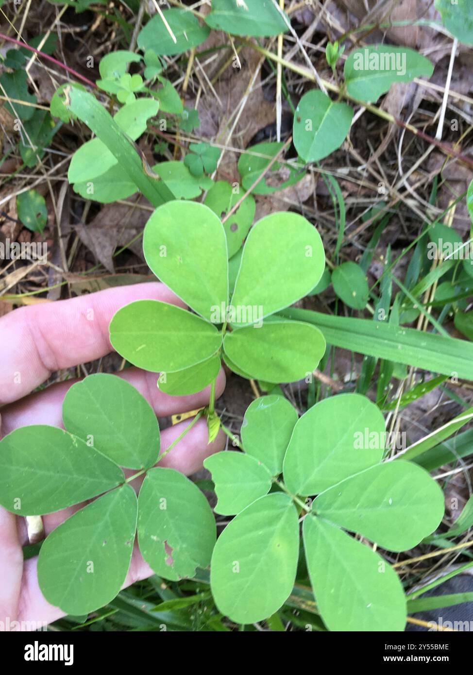 American Sicklepod (Senna obtusifolia) Plantae Stock Photo - Alamy