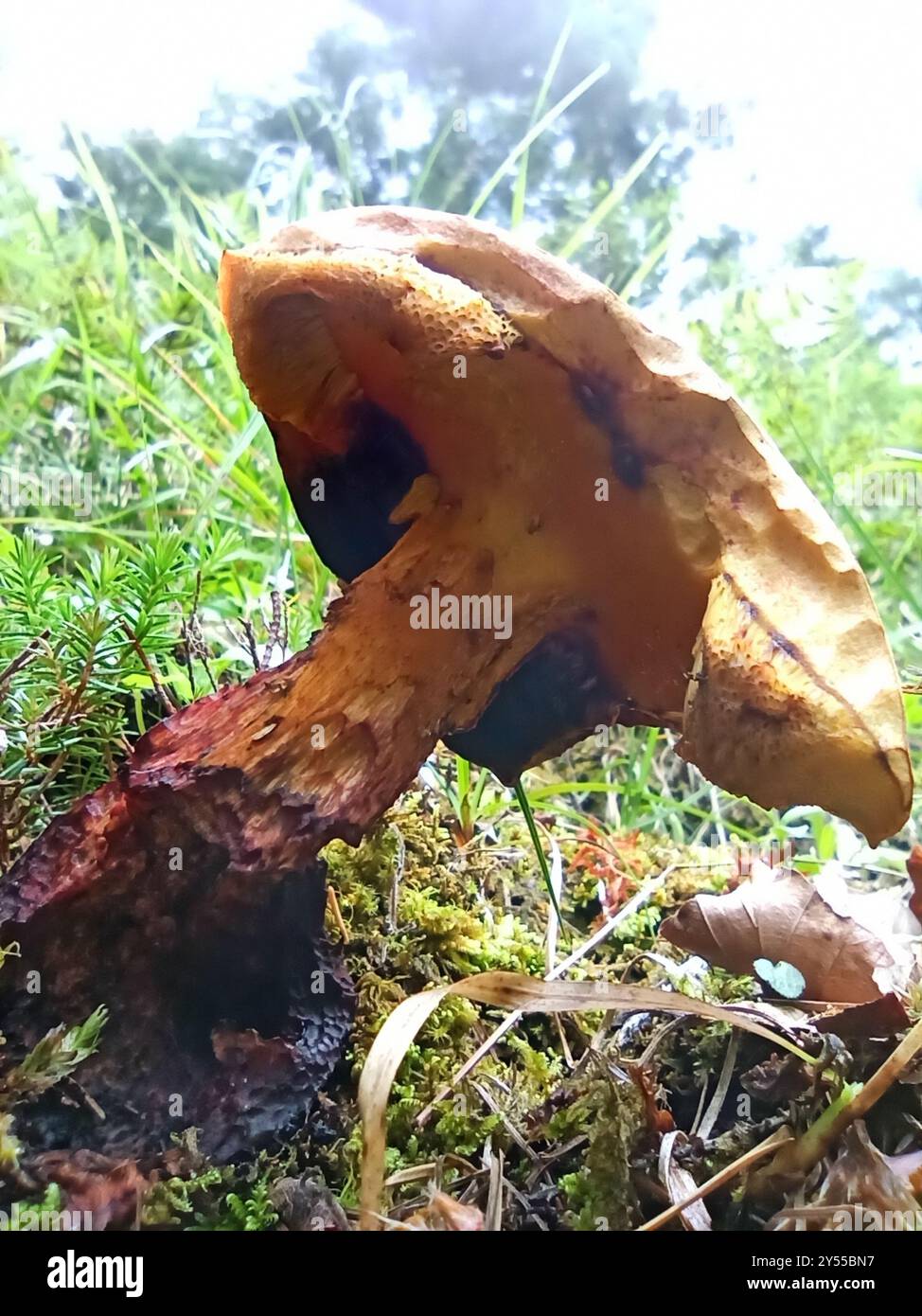ink stain bolete (Cyanoboletus pulverulentus) Fungi Stock Photo - Alamy