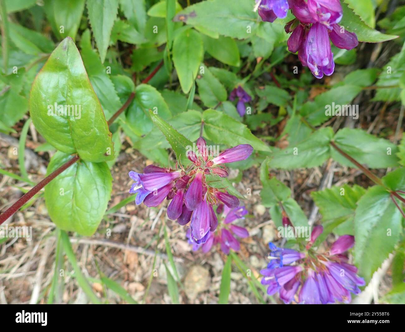Cascade Beardtongue (Penstemon serrulatus) Plantae Stock Photo - Alamy