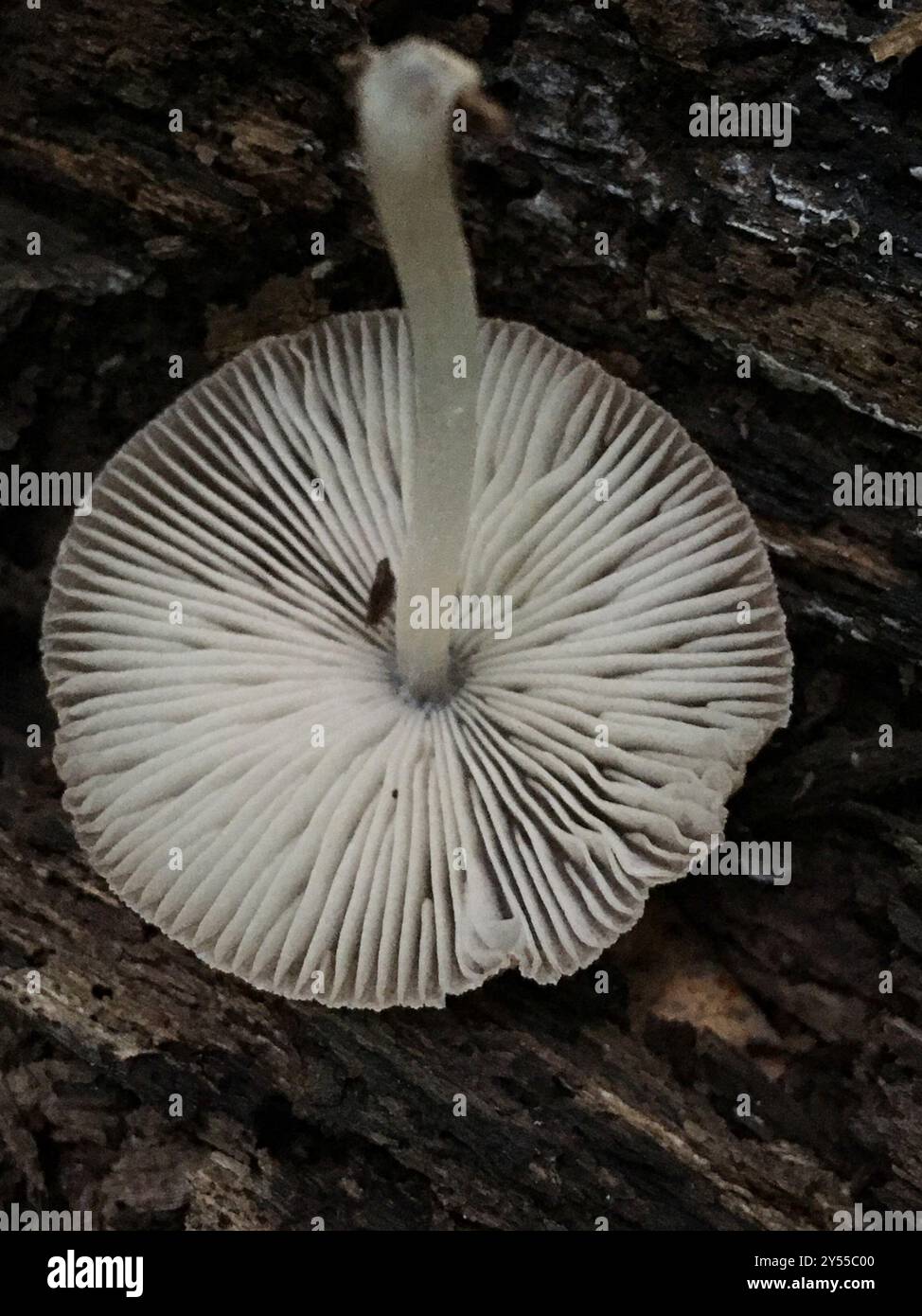 Pleated Pluteus (Pluteus longistriatus) Fungi Stock Photo - Alamy