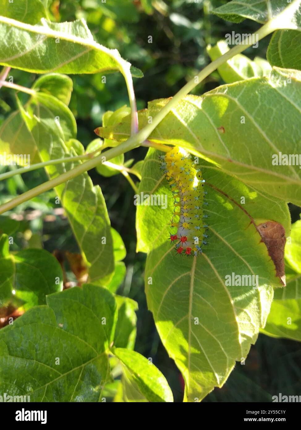 Cecropia Moth (Hyalophora cecropia) Insecta Stock Photo - Alamy