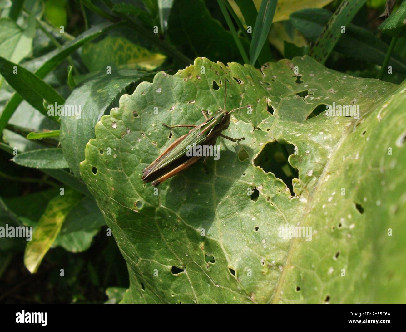 Woodland Grasshopper (Omocestus rufipes) Insecta Stock Photo - Alamy