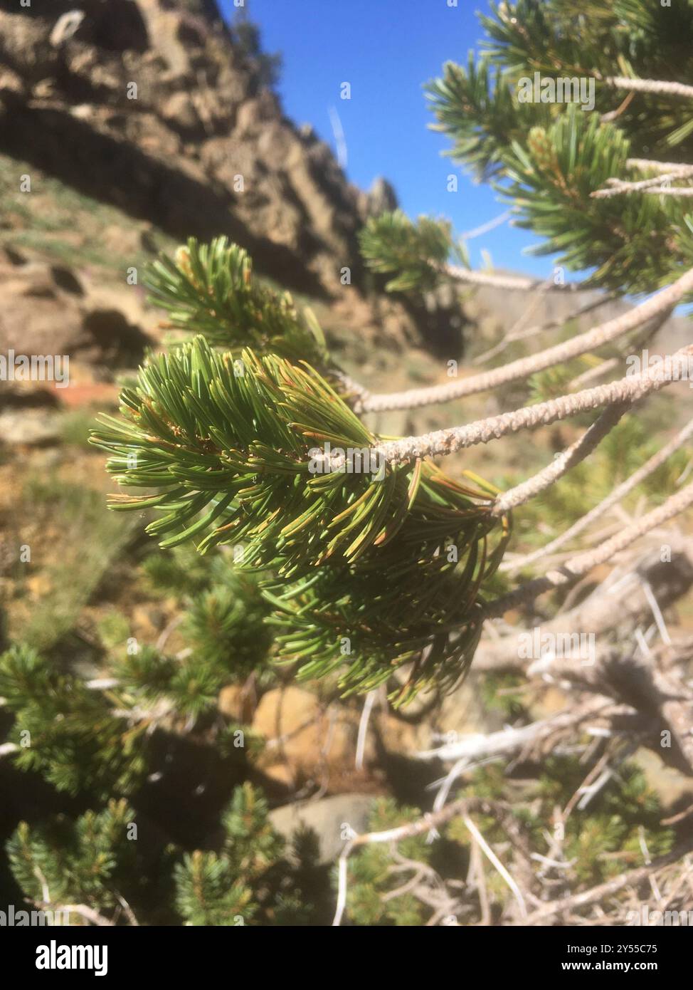 foxtail pine (Pinus balfouriana) Plantae Stock Photo - Alamy