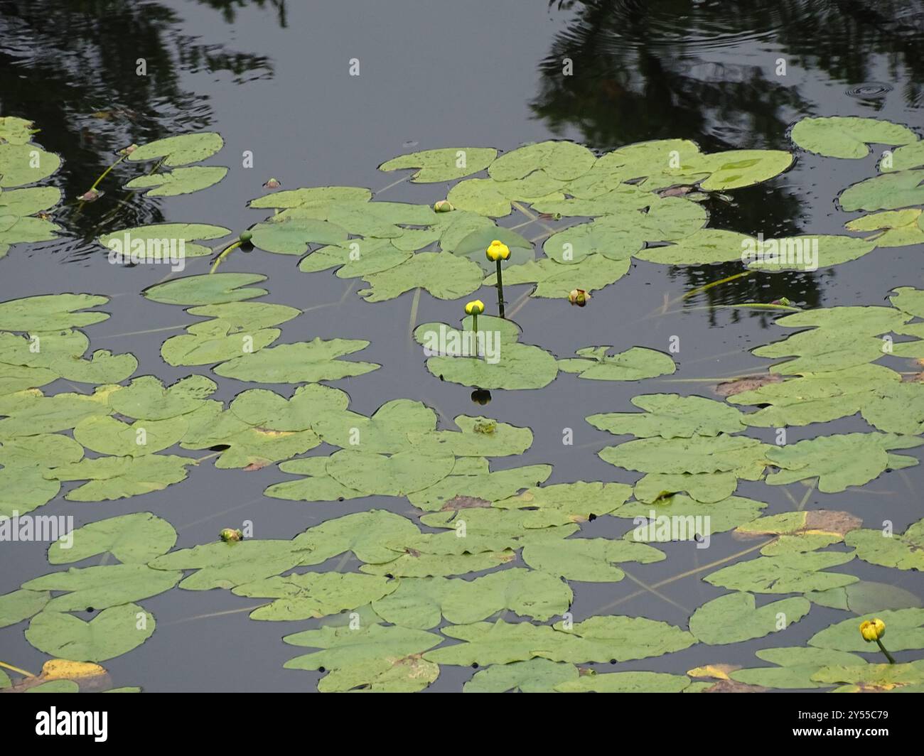 Variegated Yellow Pond-Lily (Nuphar variegata) Plantae Stock Photo - Alamy