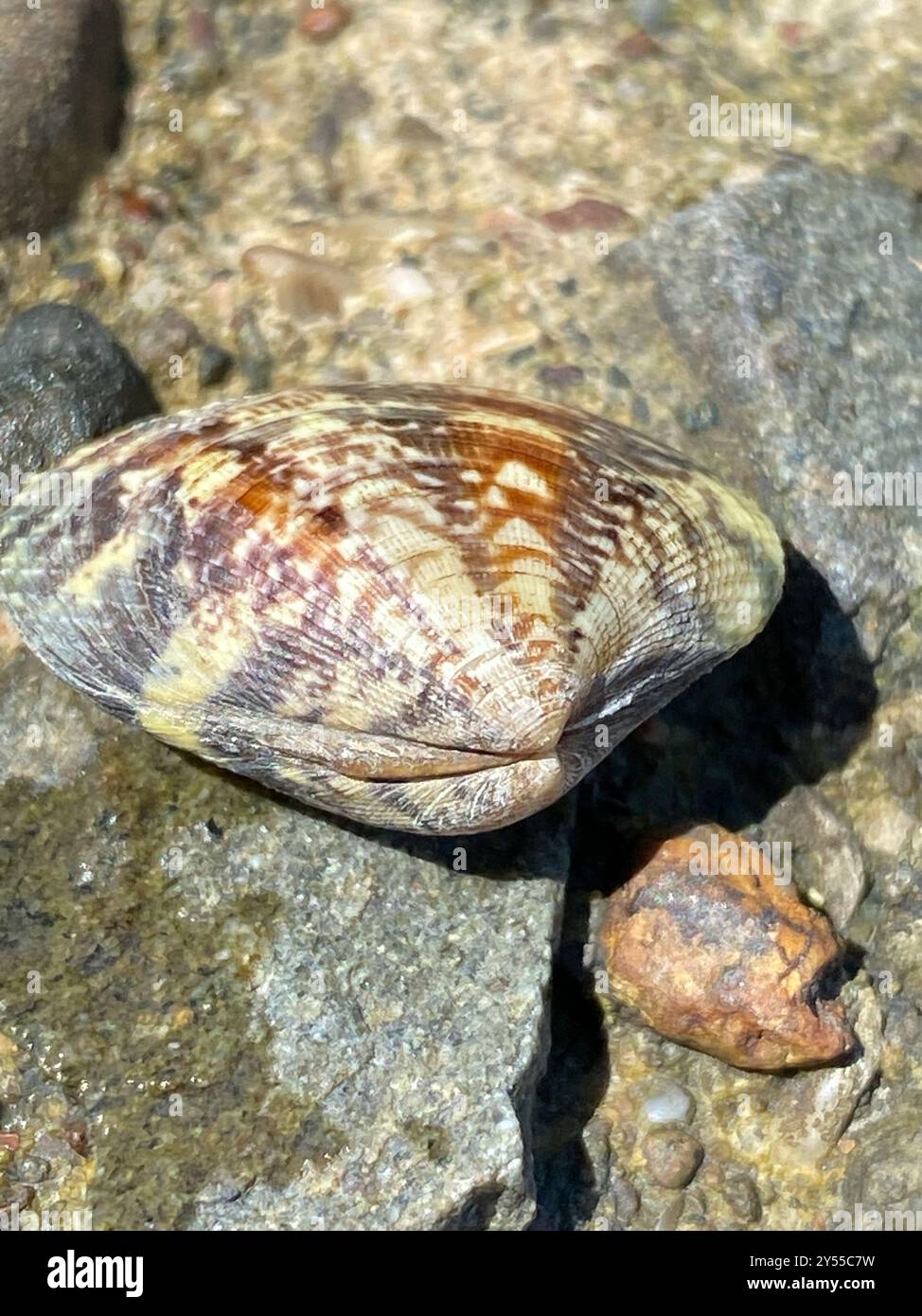 Japanese Littleneck (Ruditapes philippinarum) Mollusca Stock Photo - Alamy