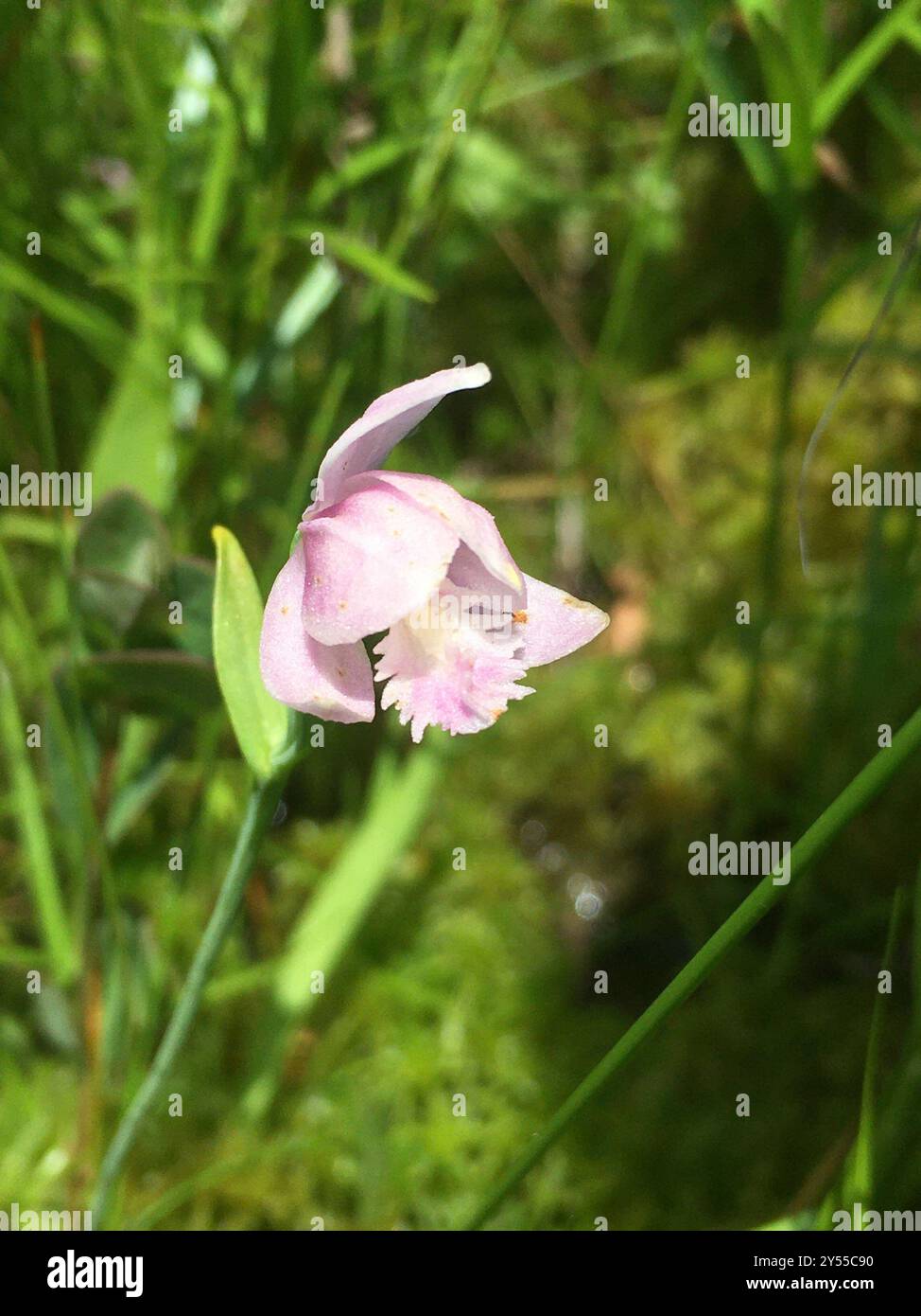 Rose Pogonia (Pogonia ophioglossoides) Plantae Stock Photo - Alamy