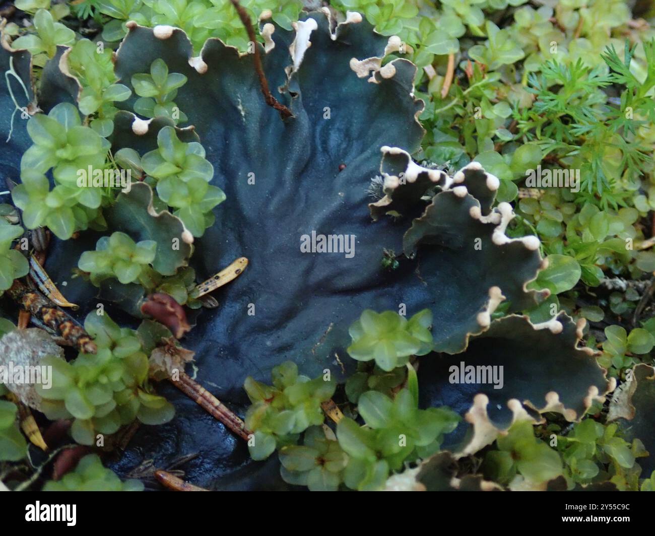 membranous pelt lichen (Peltigera membranacea) Fungi Stock Photo - Alamy