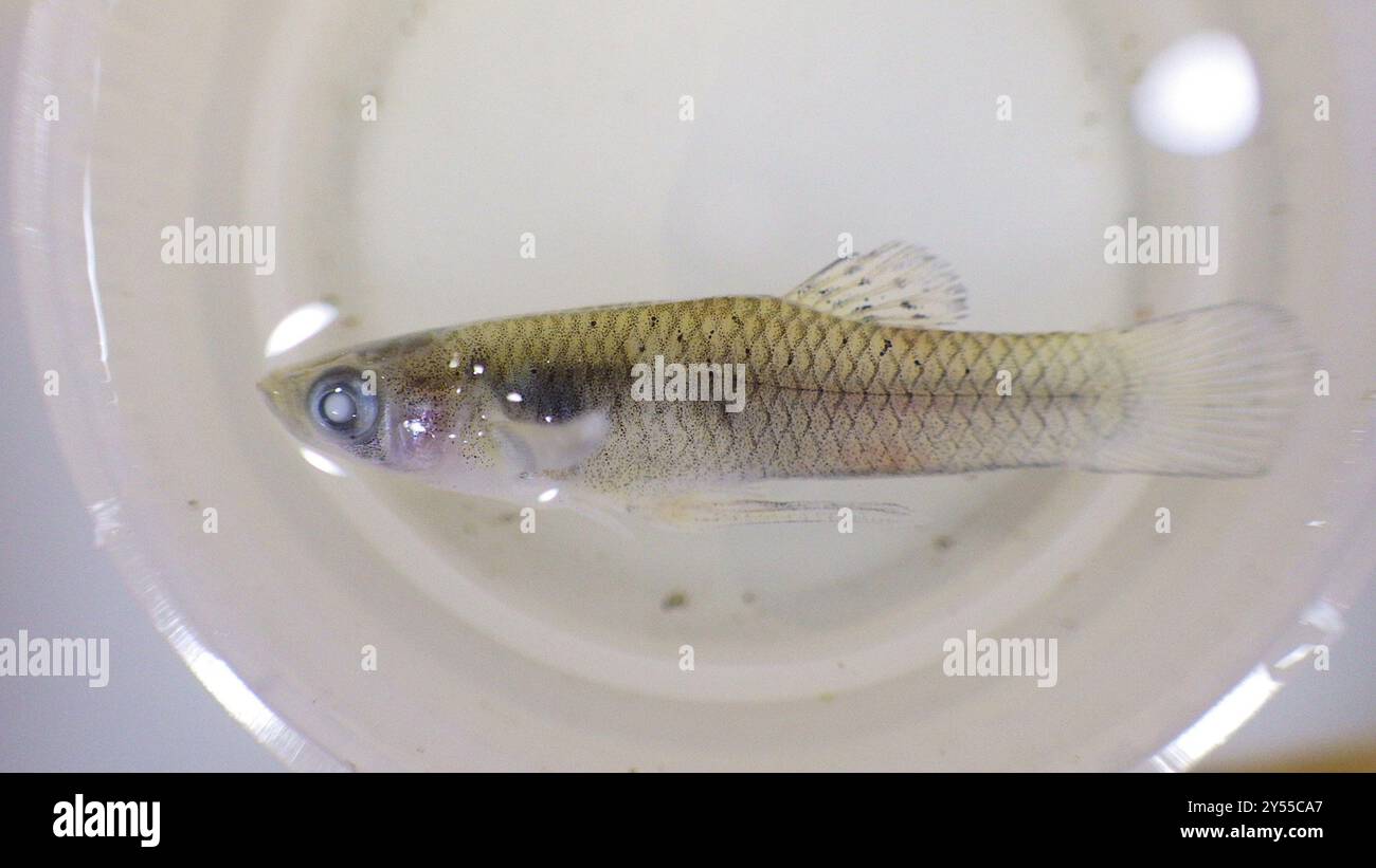 Western Mosquitofish (Gambusia affinis) Actinopterygii Stock Photo - Alamy