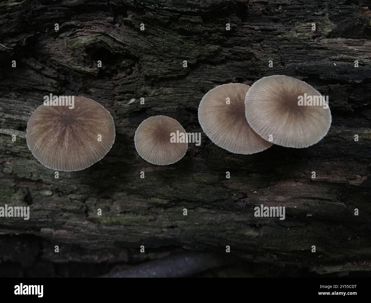 Pleated Pluteus (Pluteus longistriatus) Fungi Stock Photo - Alamy