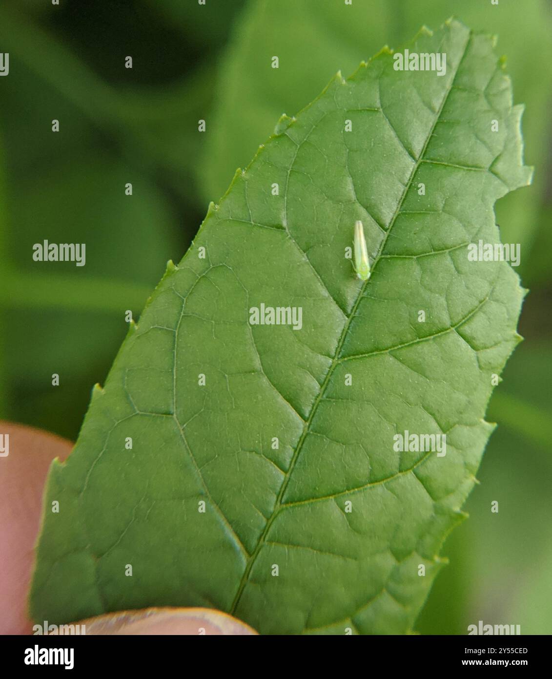 Potato Leafhopper (Empoasca fabae) Insecta Stock Photo - Alamy