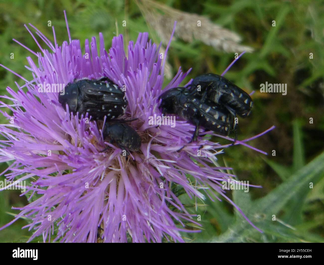 Mediterranean Spotted Chafer (Oxythyrea funesta) Insecta Stock Photo ...