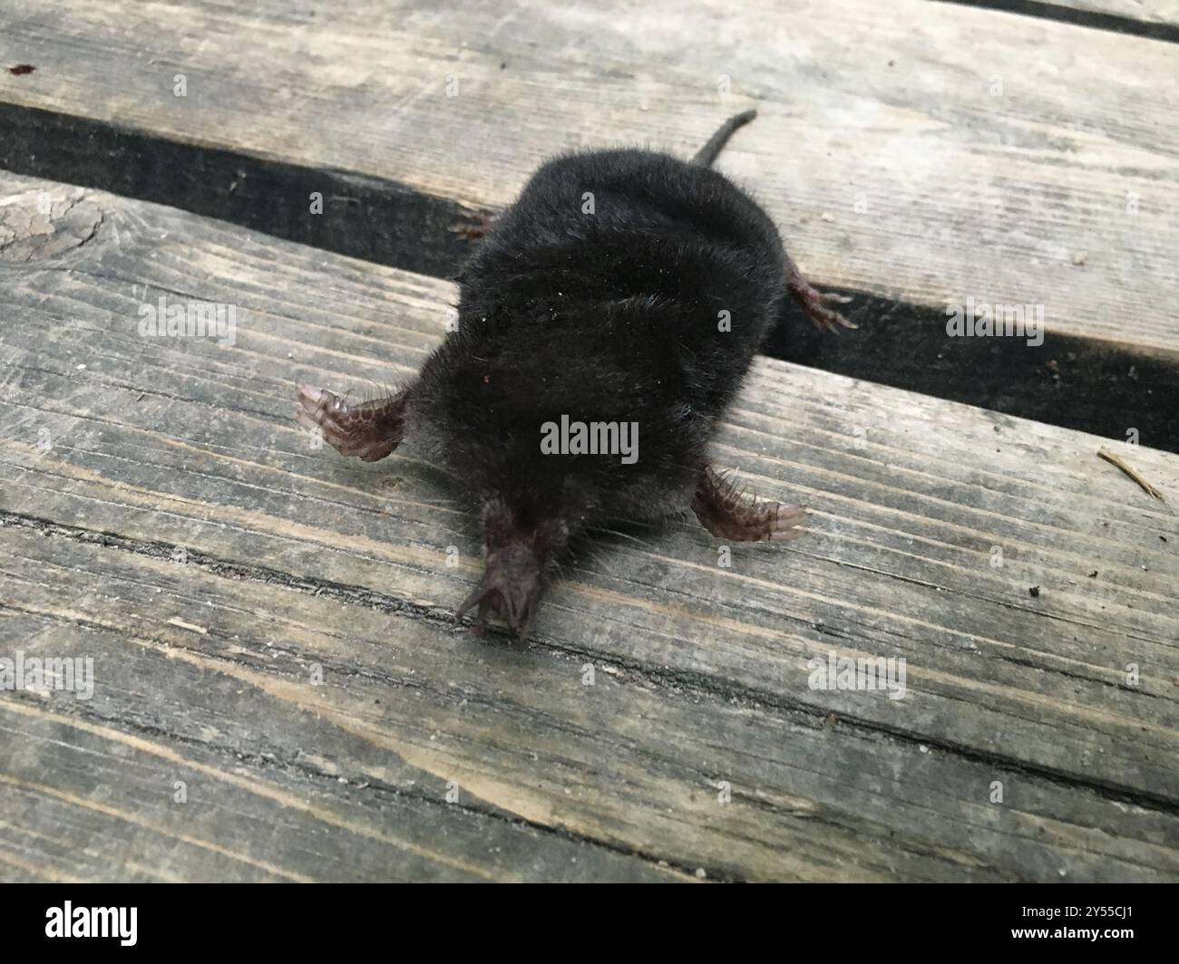 Star-nosed Mole (Condylura cristata) Mammalia Stock Photo - Alamy