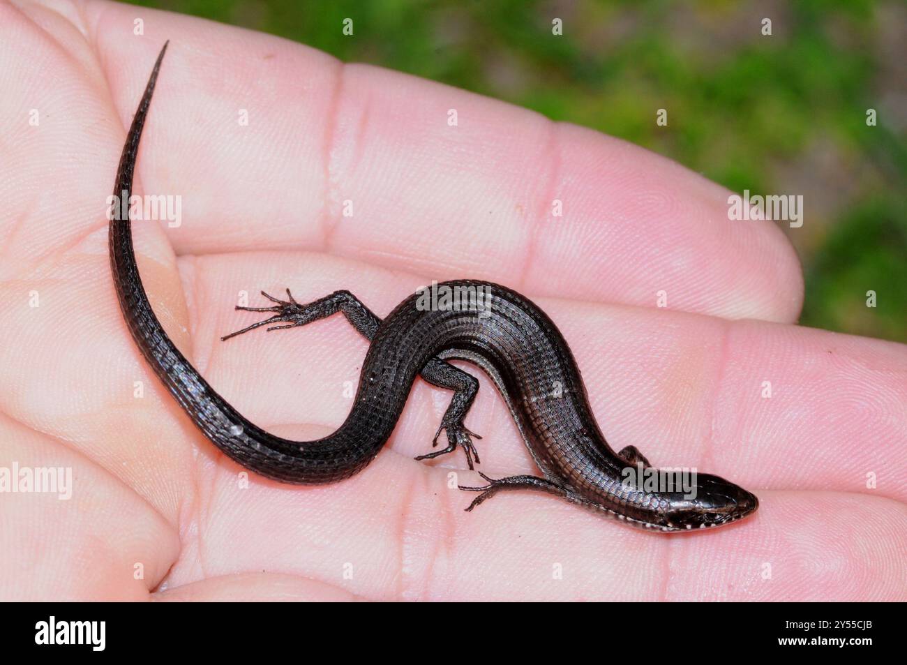 Tetradactylus seps hi-res stock photography and images - Alamy