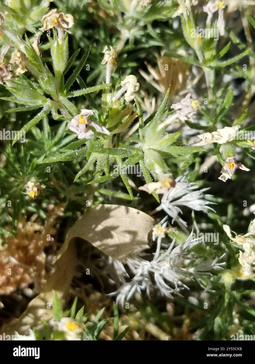 Many-flowered Linanthus (Leptosiphon floribundus) Plantae Stock Photo ...