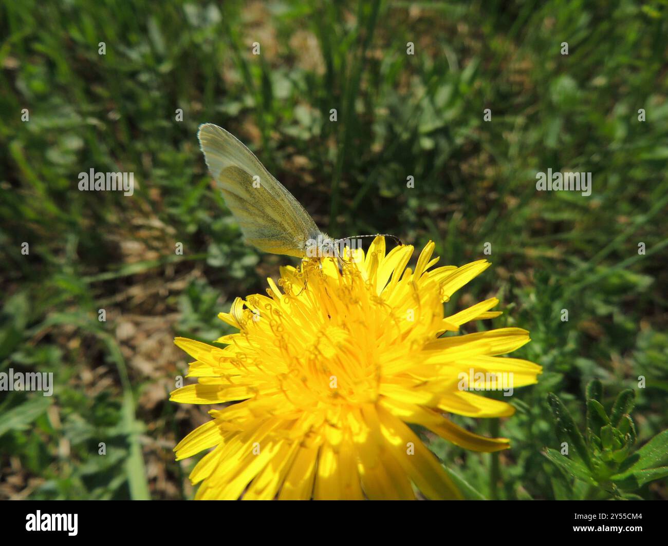 Wood Whites (Leptidea) Insecta Stock Photo - Alamy