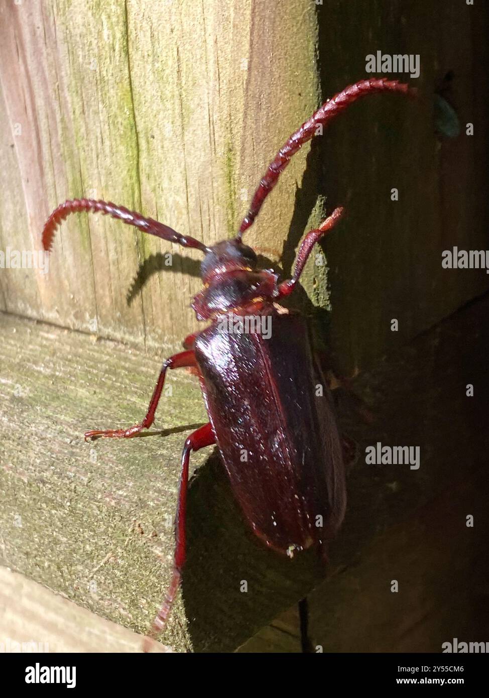 Tile-horned Prionus (Prionus imbricornis) Insecta Stock Photo - Alamy