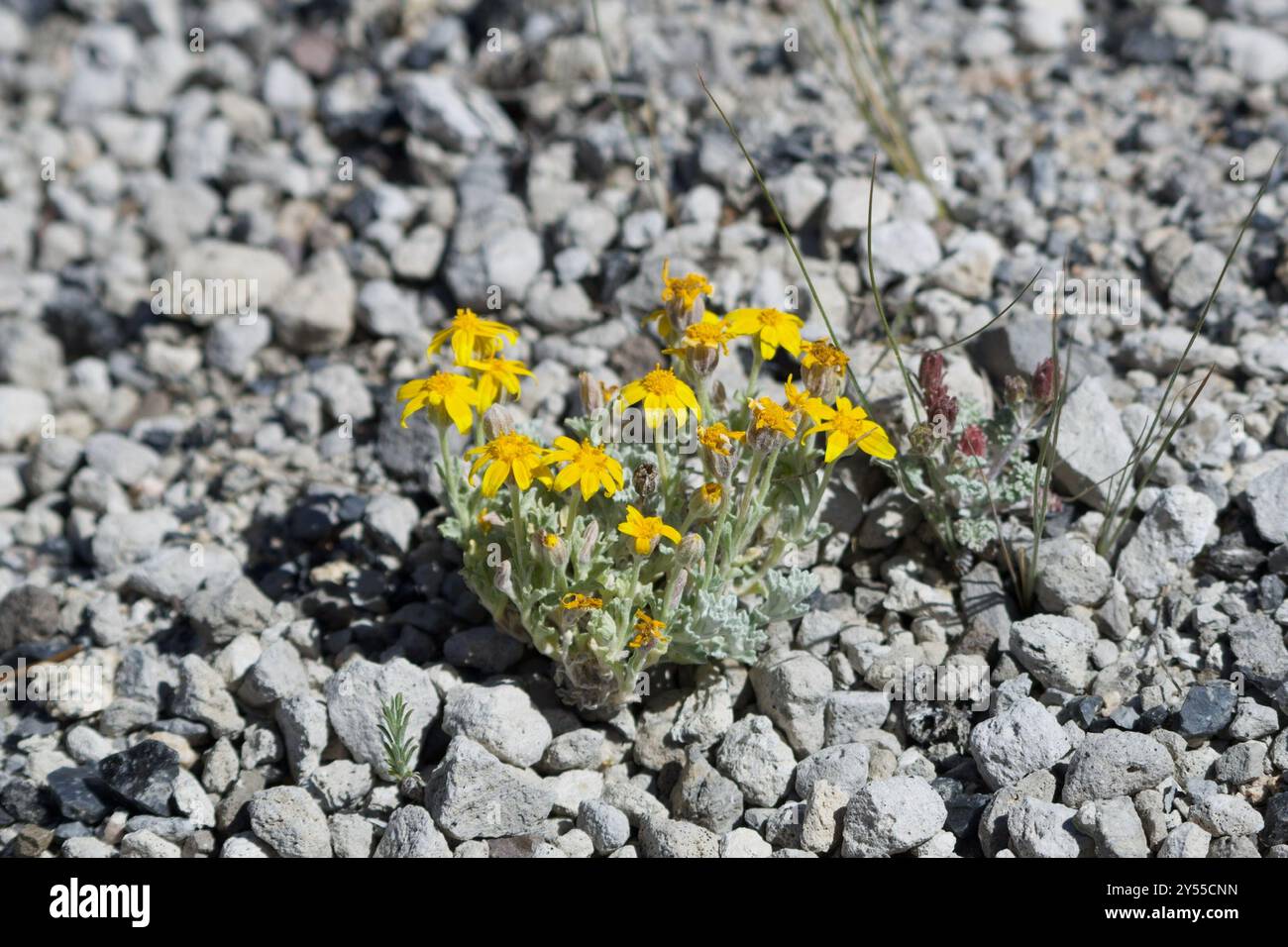 common woolly sunflower (Eriophyllum lanatum) Plantae Stock Photo - Alamy