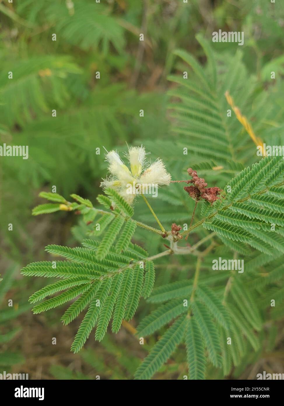 prairie acacia (Acaciella angustissima) Plantae Stock Photo - Alamy