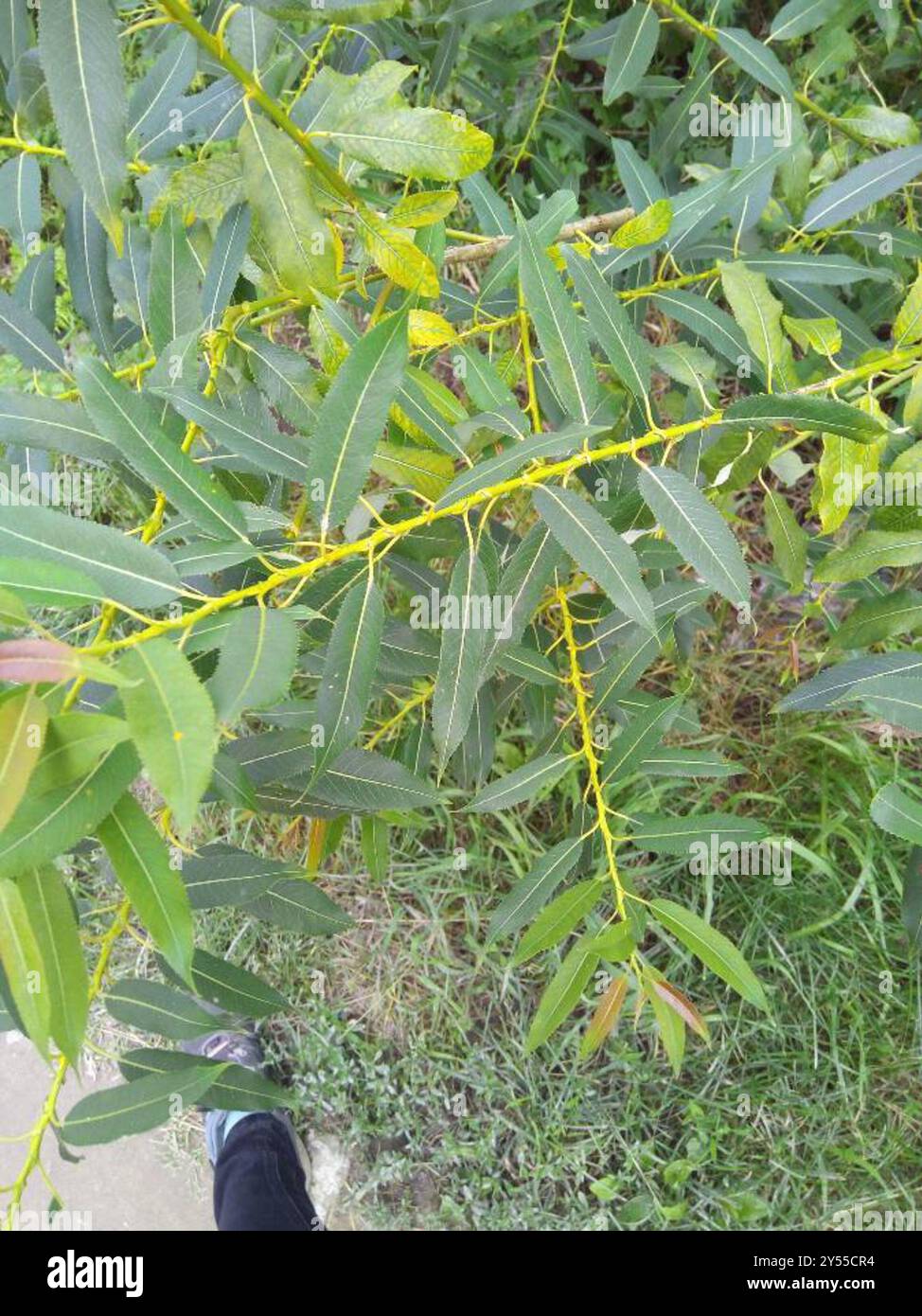 Almond Willow (Salix triandra) Plantae Stock Photo - Alamy