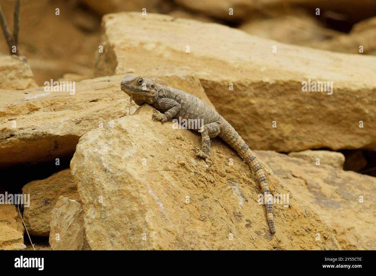 Desert lizard on rock hi-res stock photography and images - Alamy