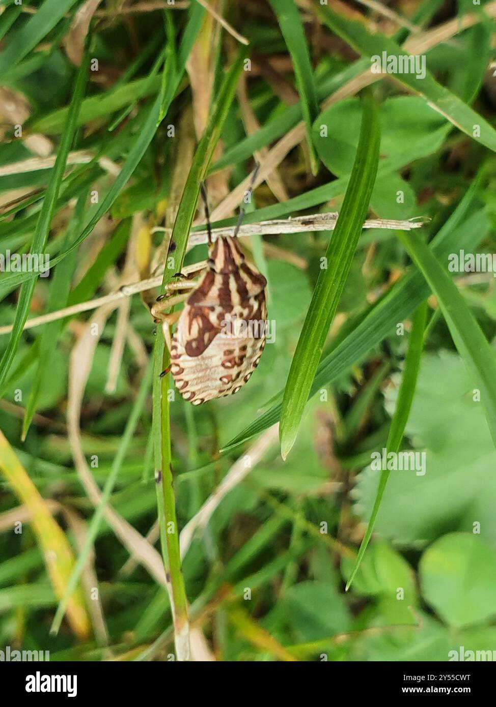 Black-shouldered Shieldbug (Carpocoris purpureipennis) Insecta Stock ...
