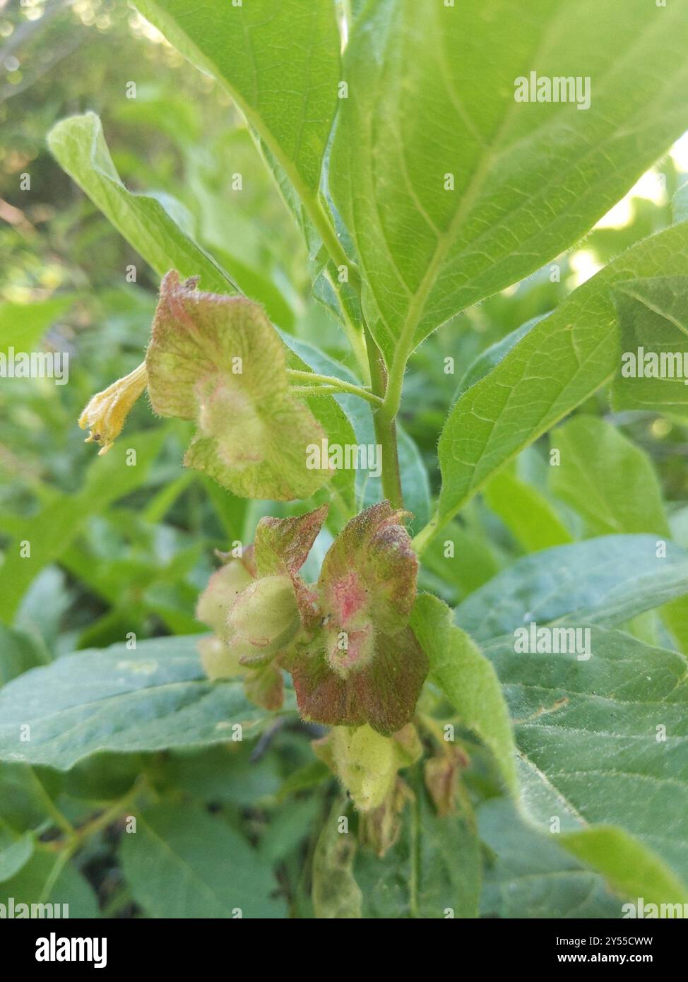 flowering plants (Angiospermae) Plantae Stock Photo - Alamy