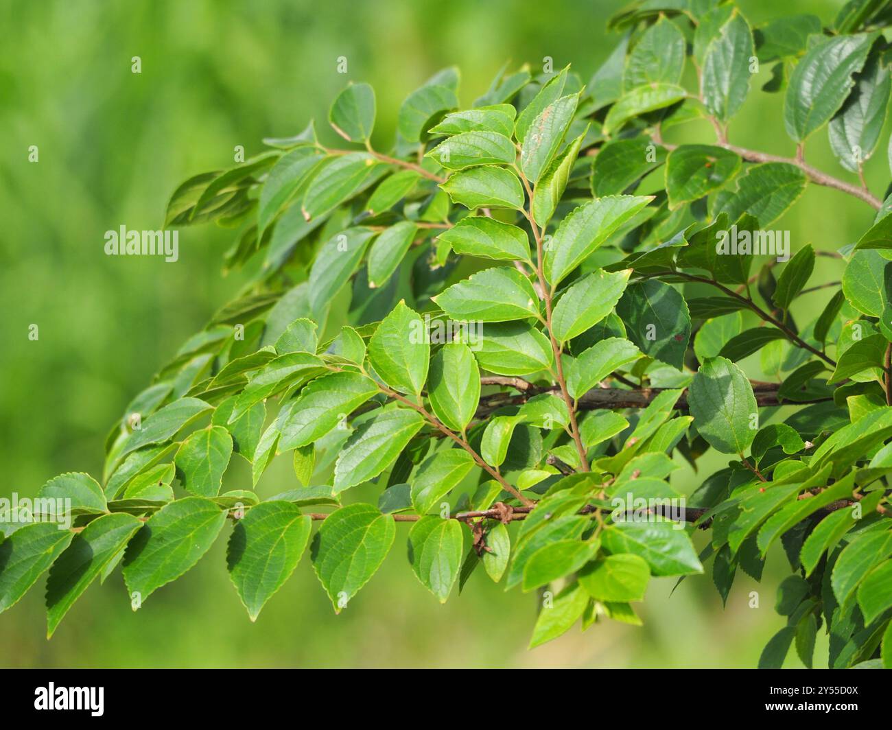 Chinese Hackberry (Celtis sinensis) Plantae Stock Photo - Alamy