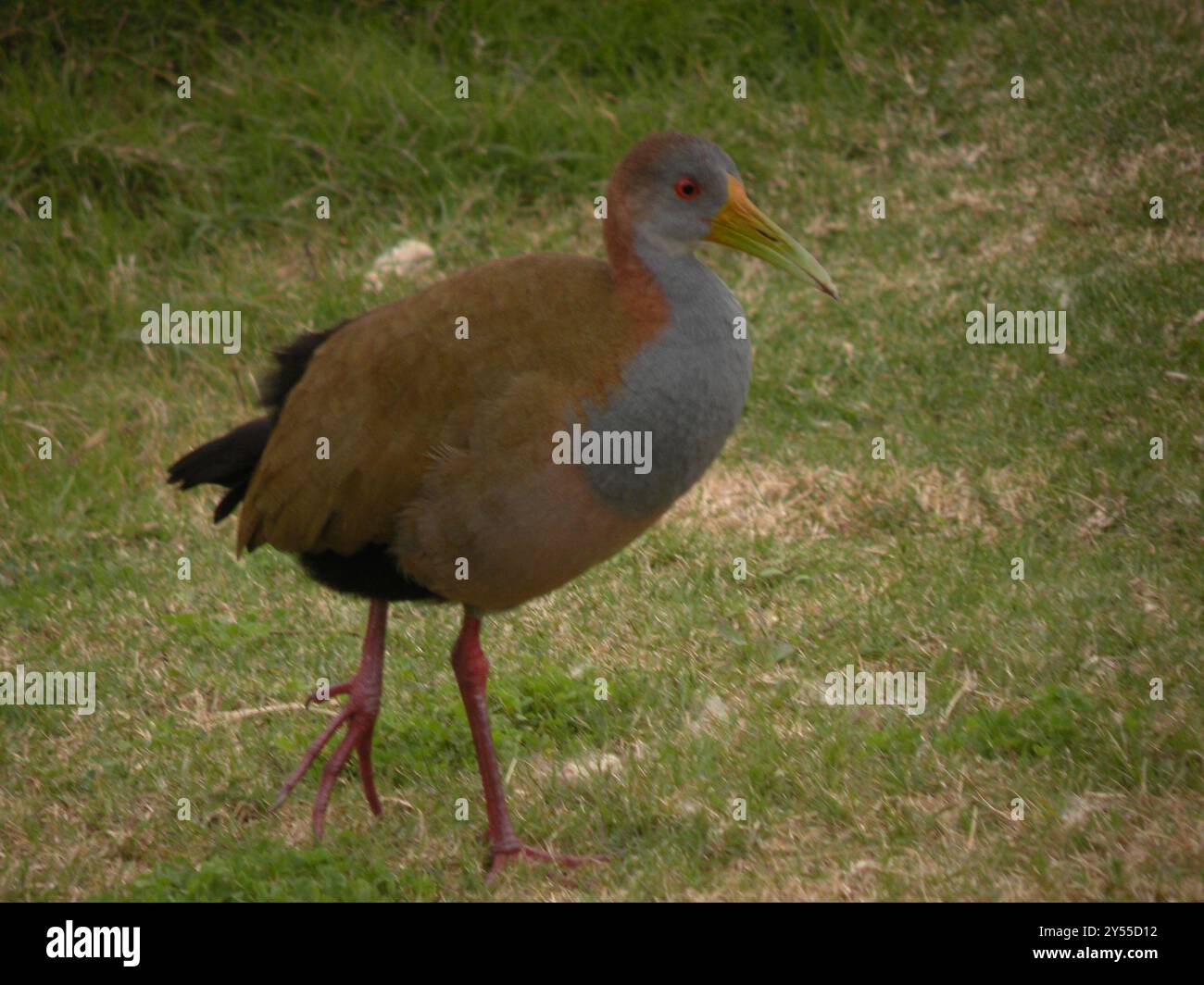 Giant Wood-Rail (Aramides ypecaha) Aves Stock Photo - Alamy