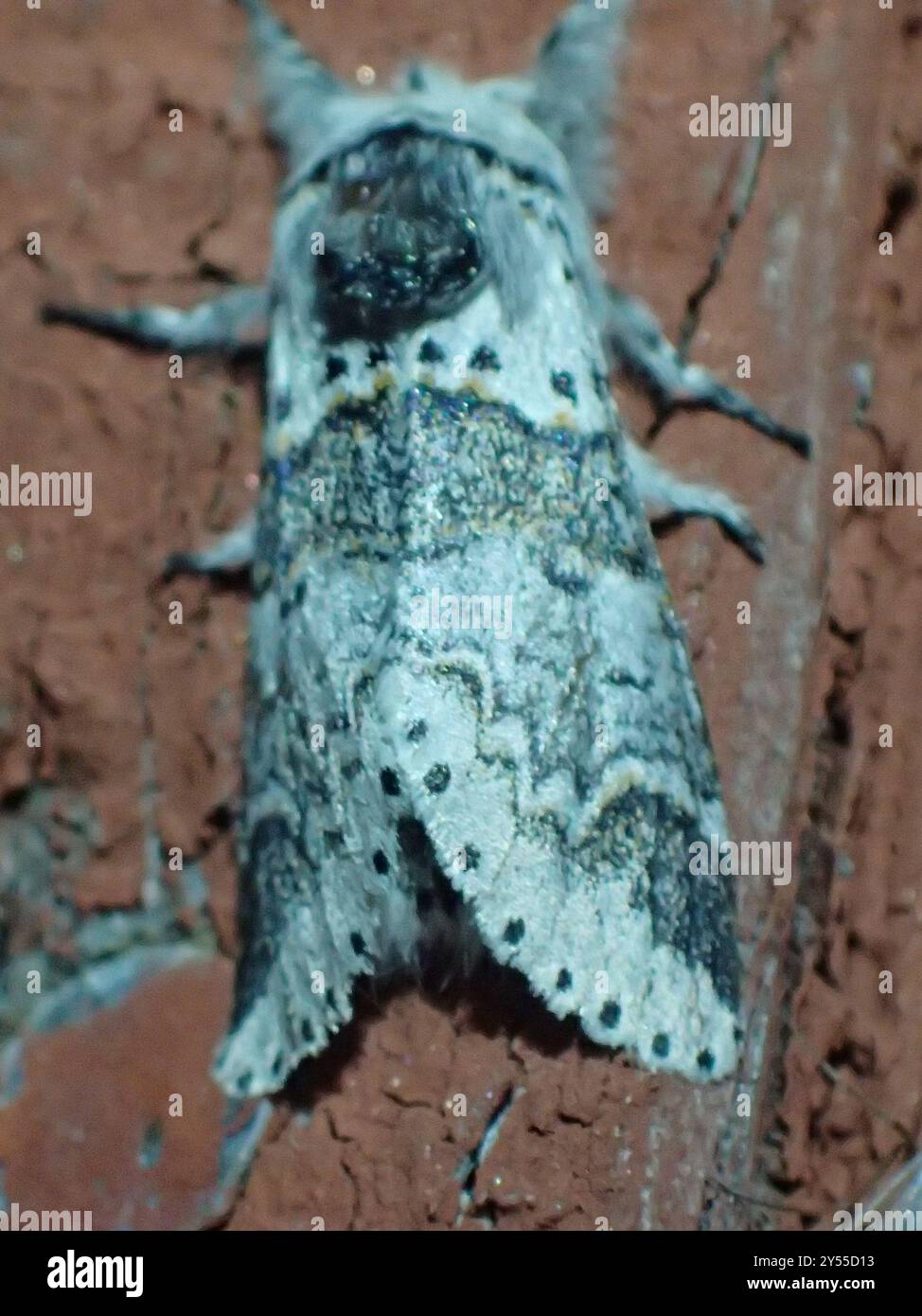 Western Furcula Moth (Furcula occidentalis) Insecta Stock Photo - Alamy