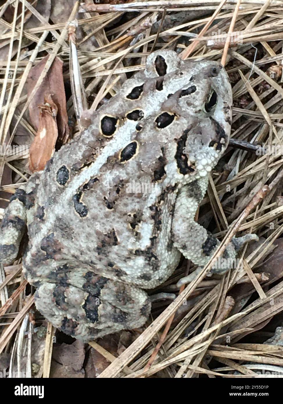 Southern Toad (Anaxyrus terrestris) Amphibia Stock Photo - Alamy