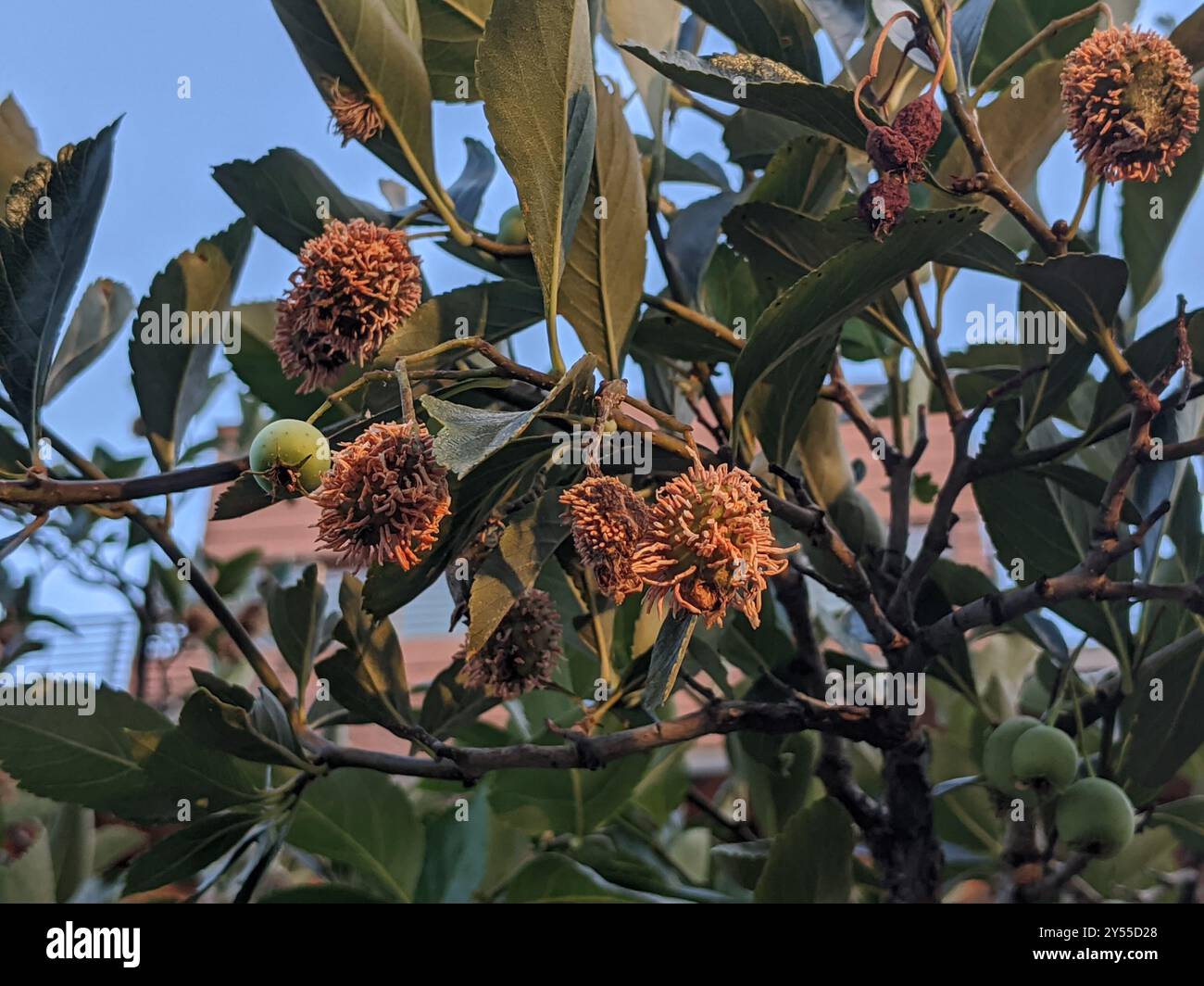 quince rust (Gymnosporangium clavipes) Fungi Stock Photo - Alamy