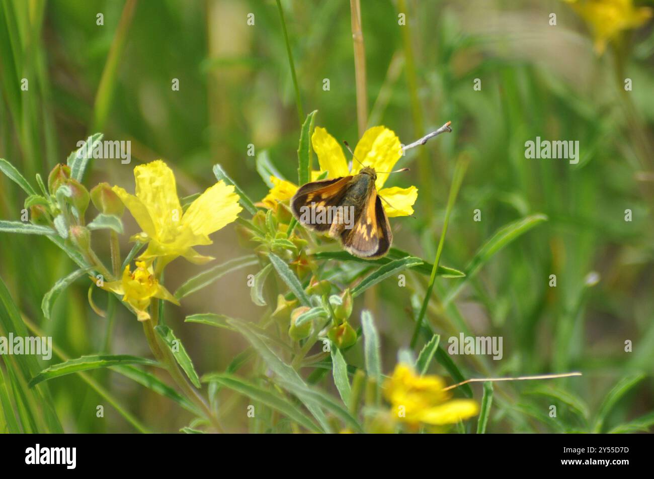 Long Dash (Polites mystic) Insecta Stock Photo - Alamy