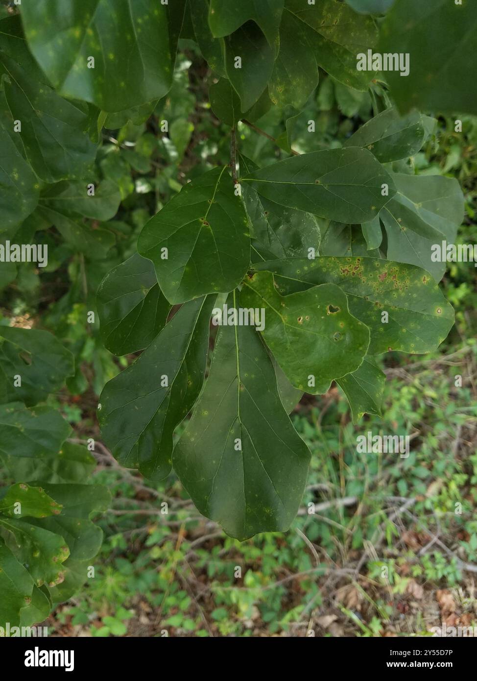water oak (Quercus nigra) Plantae Stock Photo - Alamy