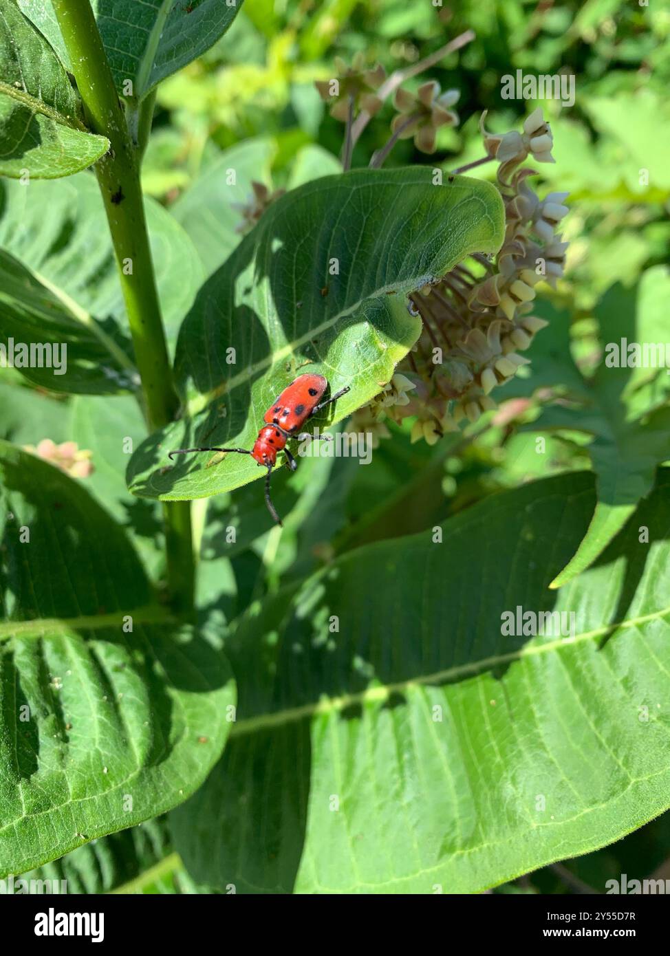 Red Milkweed Beetle (Tetraopes tetrophthalmus) Insecta Stock Photo - Alamy