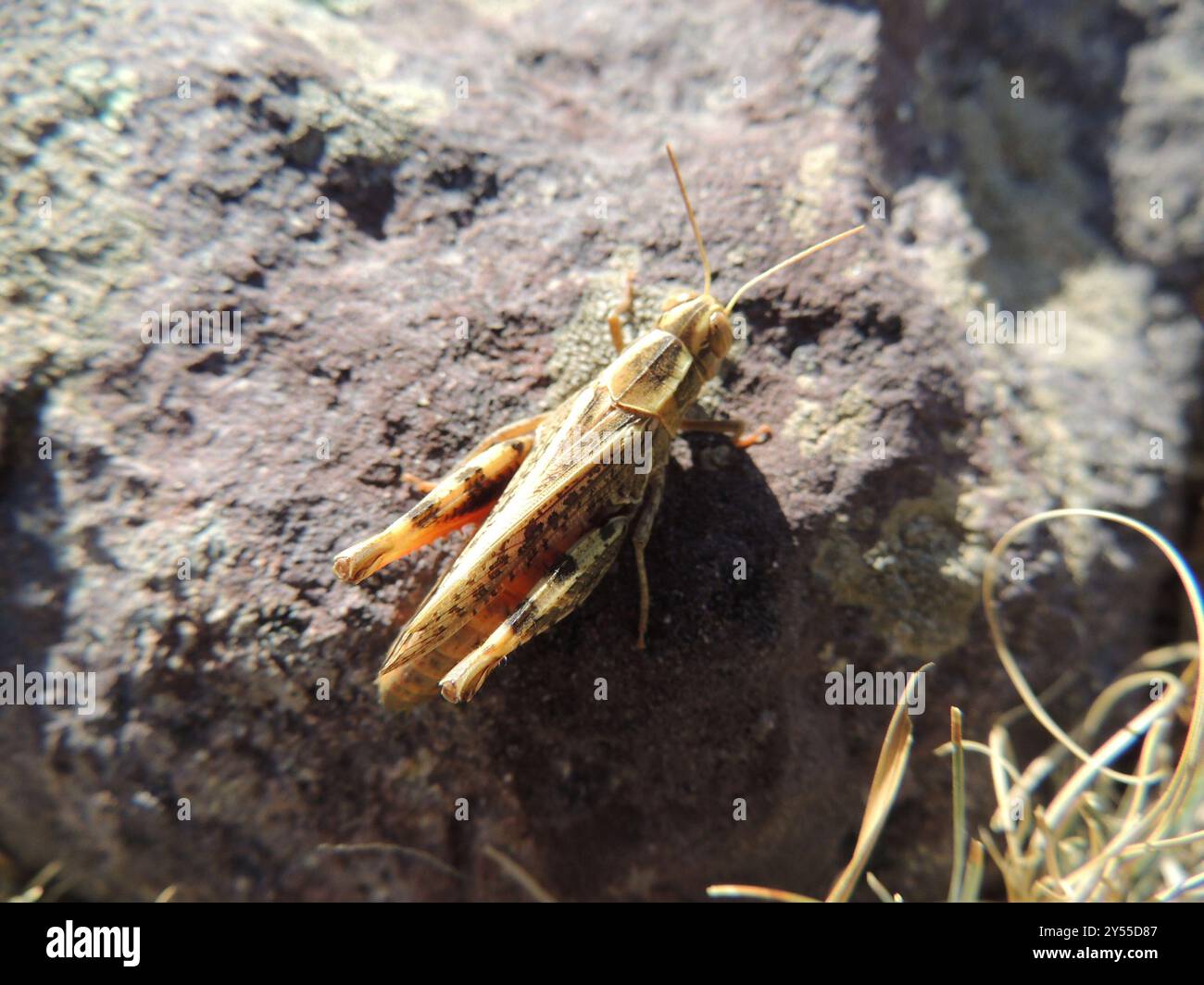 Barbarian Grasshopper (Calliptamus barbarus) Insecta Stock Photo - Alamy