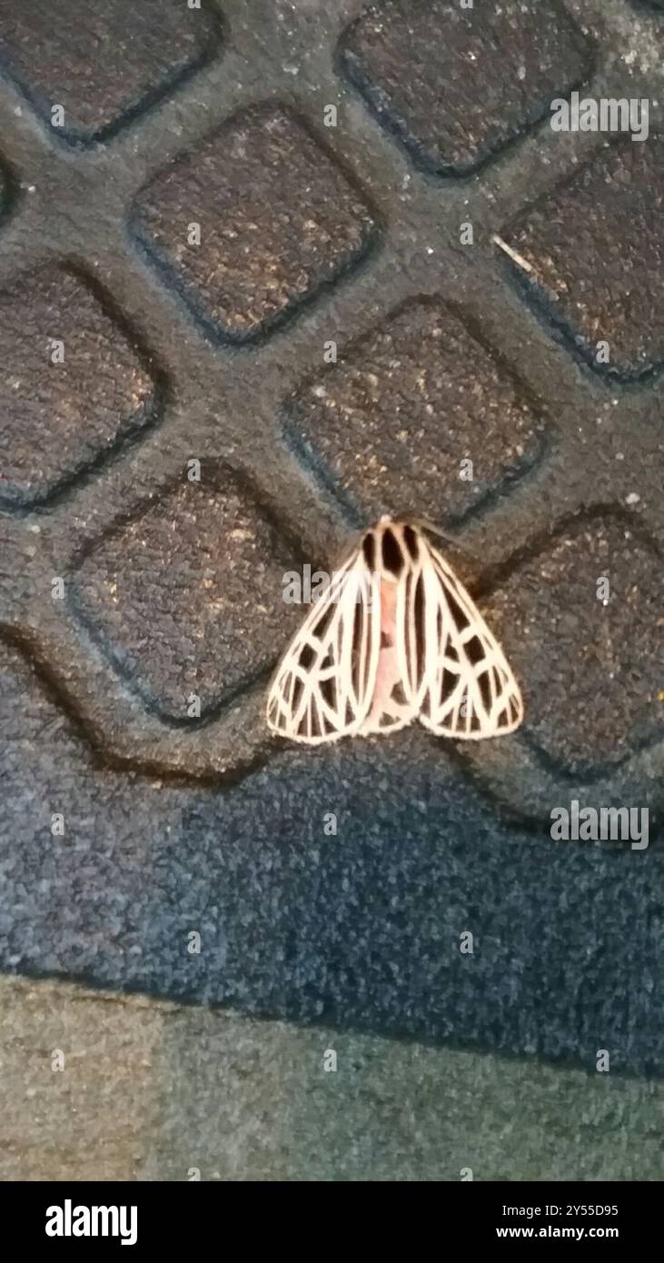 Virgin Tiger Moth (Apantesis virgo) Insecta Stock Photo - Alamy