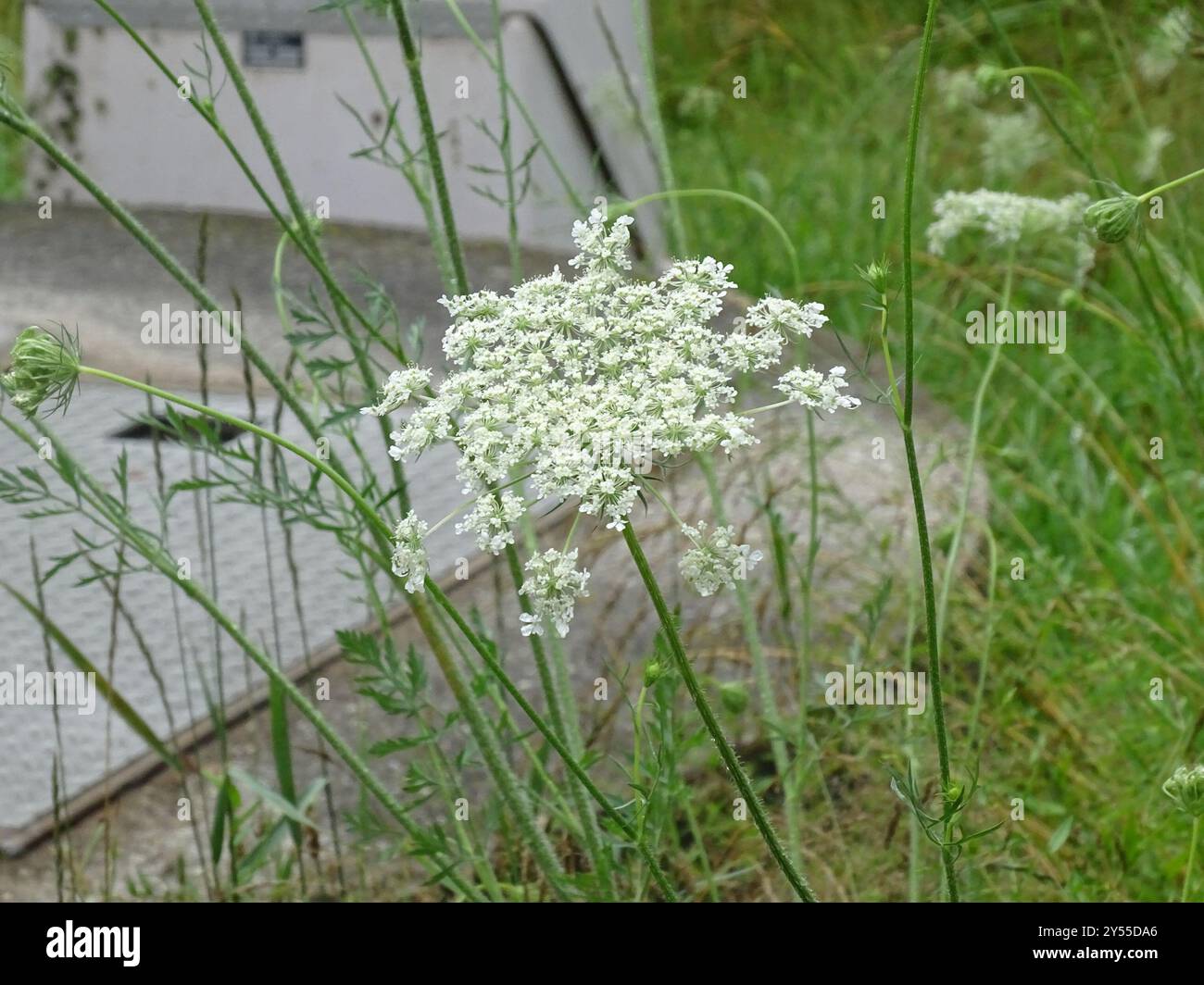 wild carrot (Daucus carota) Plantae Stock Photo - Alamy