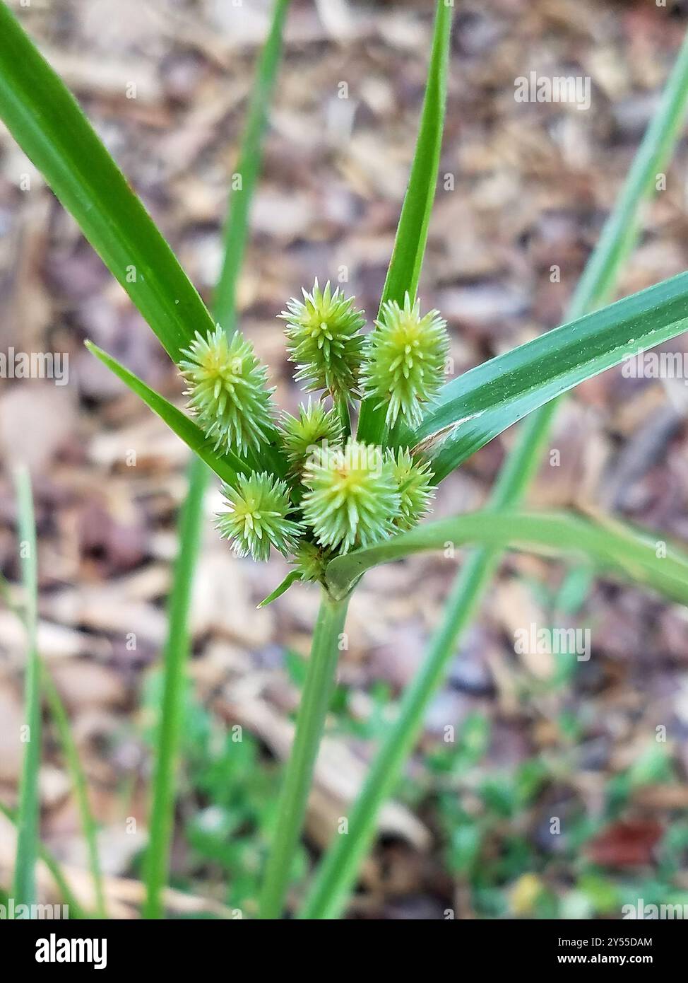Pinebarren Flatsedge (Cyperus retrorsus) Plantae Stock Photo - Alamy
