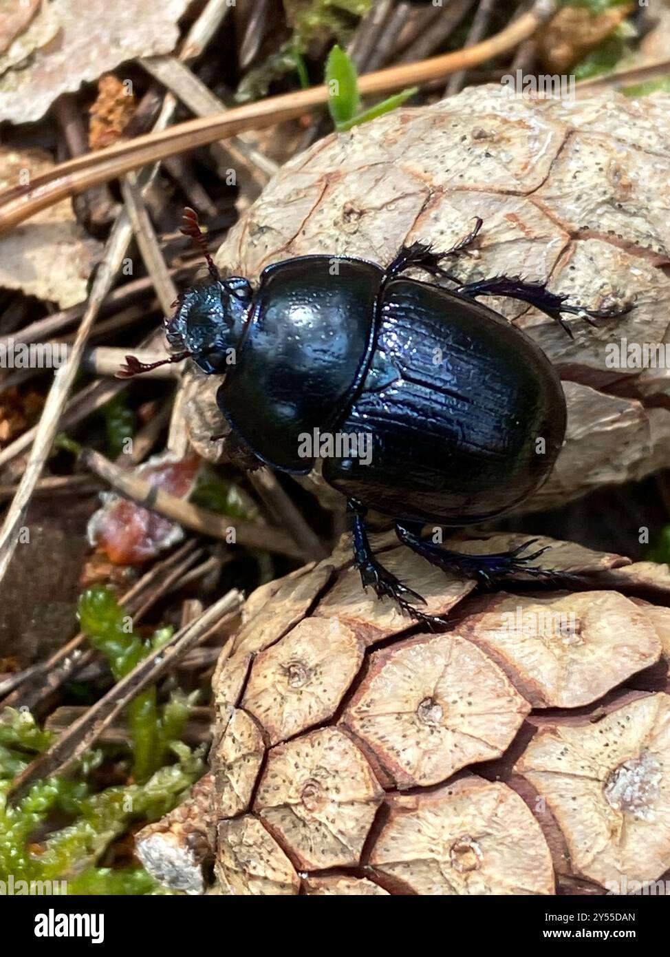 Woodland Dor Beetle (Anoplotrupes stercorosus) Insecta Stock Photo - Alamy