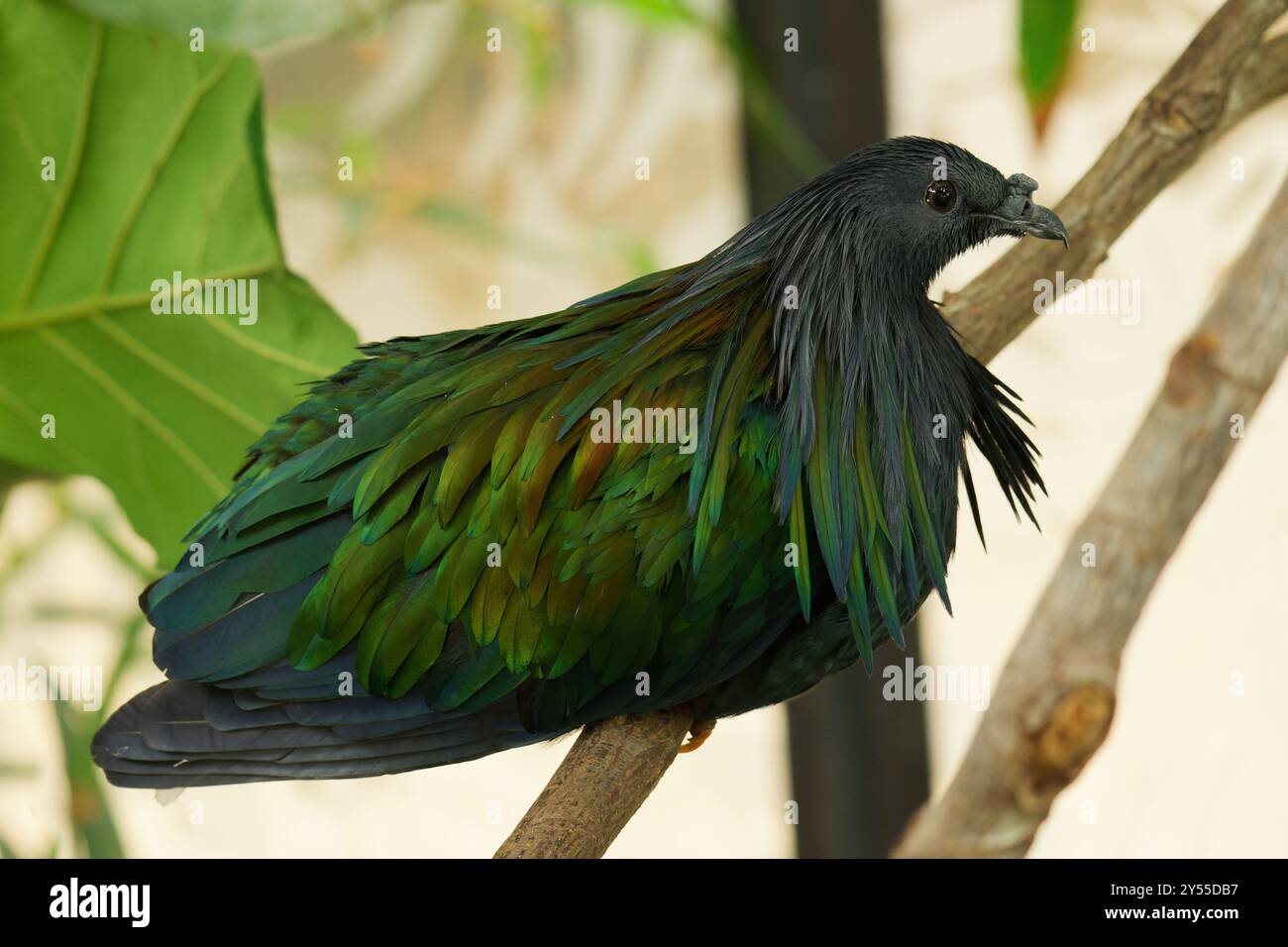 Black nicobar pigeon hi-res stock photography and images - Alamy