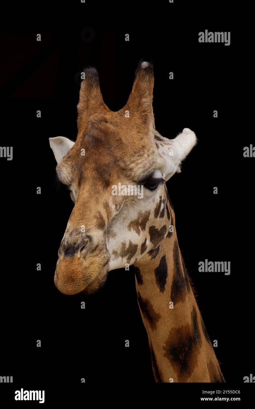 Portrait male giraffe in hi-res stock photography and images - Alamy