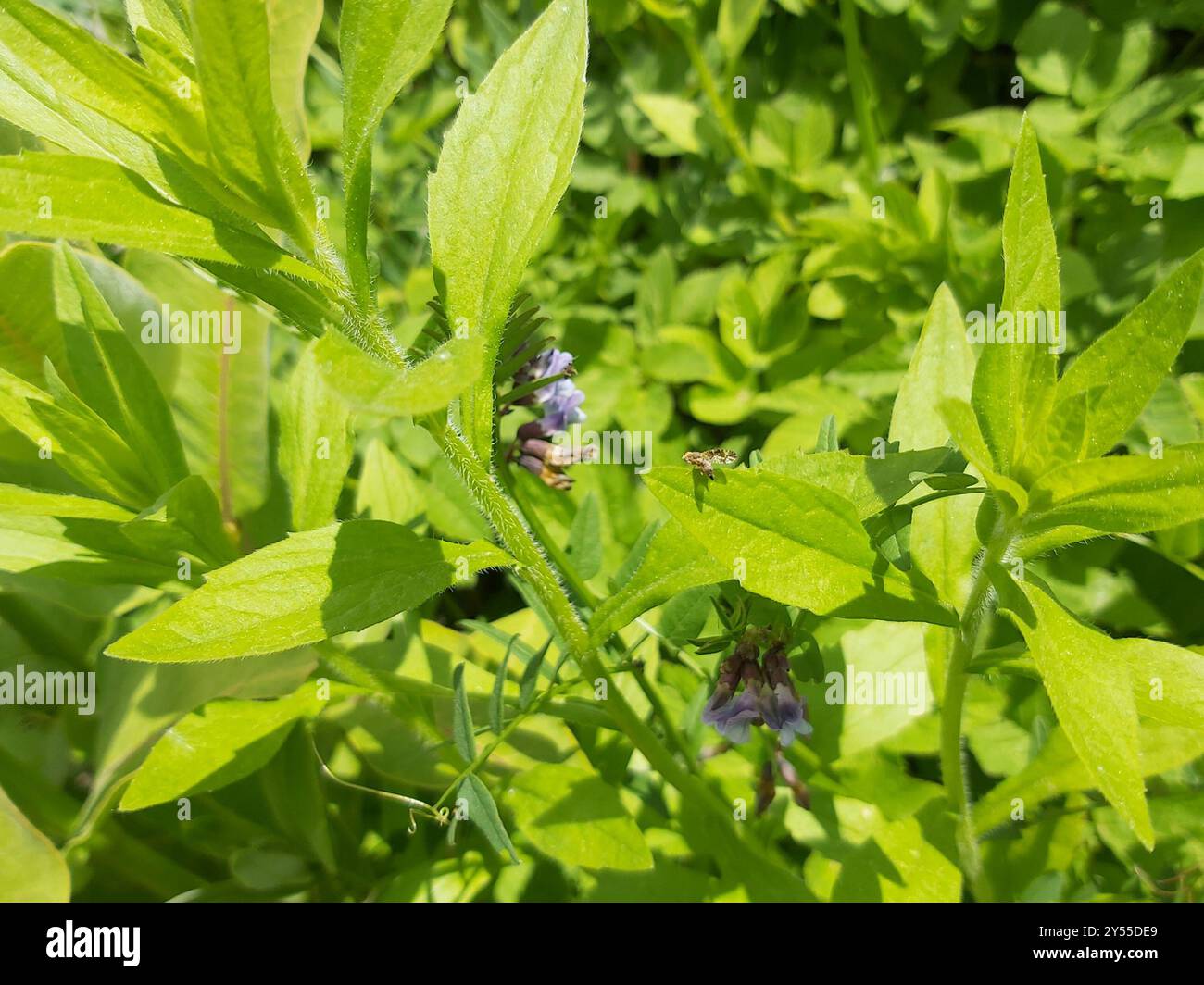 Clouded Yarrow Fly (Oxyna flavipennis) Insecta Stock Photo - Alamy