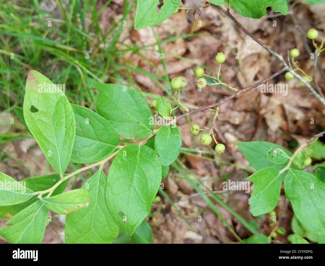 black huckleberry (Gaylussacia baccata) Plantae Stock Photo - Alamy