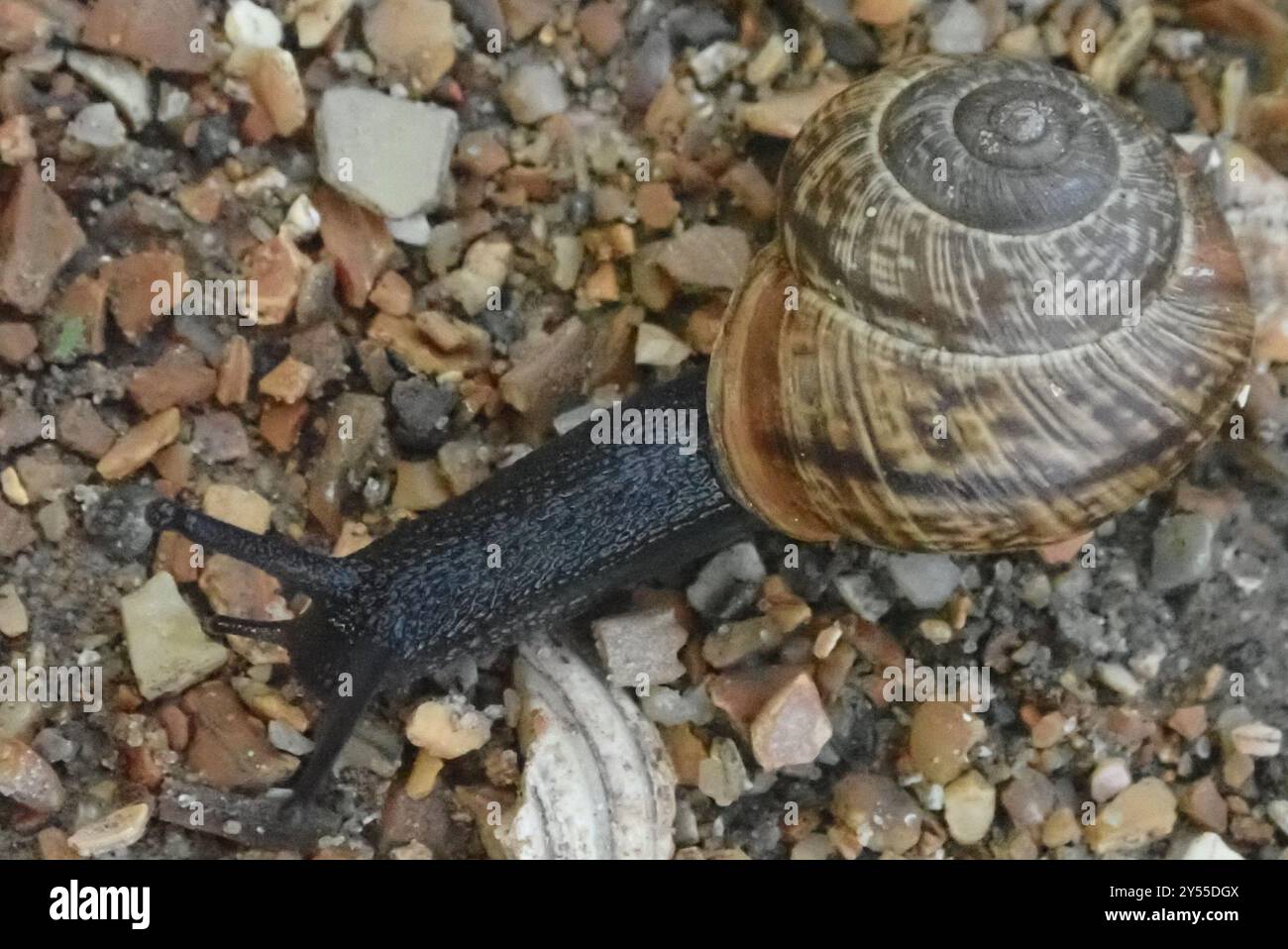 Copse Snail (Arianta arbustorum) Mollusca Stock Photo - Alamy