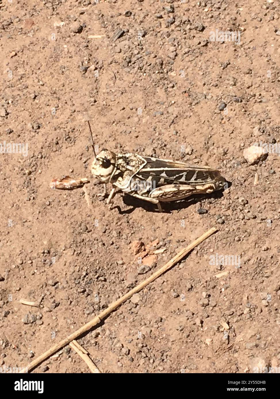 Red-shanked Grasshopper (Xanthippus corallipes) Insecta Stock Photo - Alamy