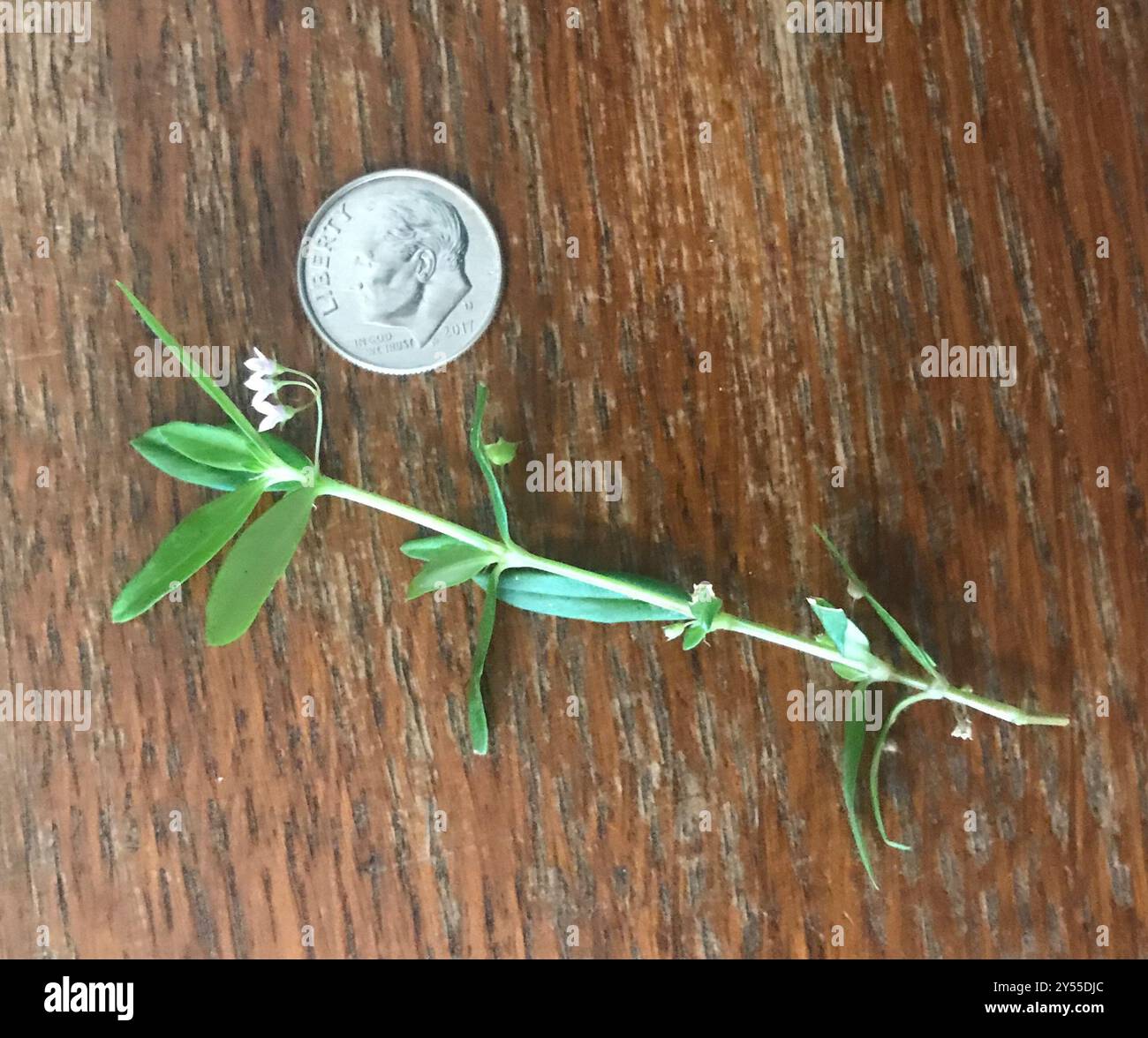 Old World Diamond Flower (Oldenlandia corymbosa) Plantae Stock Photo ...