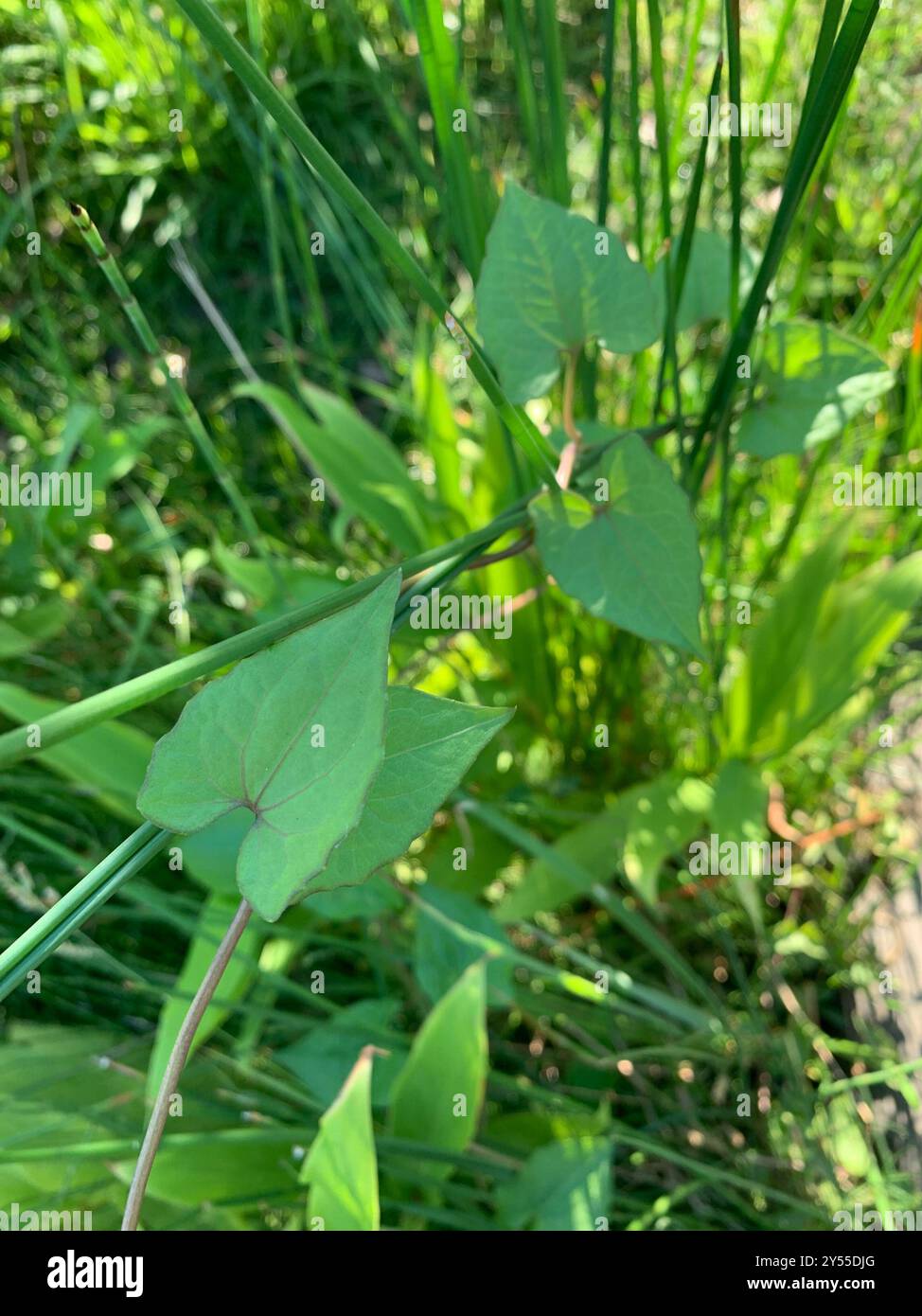 flowering plants (Angiospermae) Plantae Stock Photo - Alamy