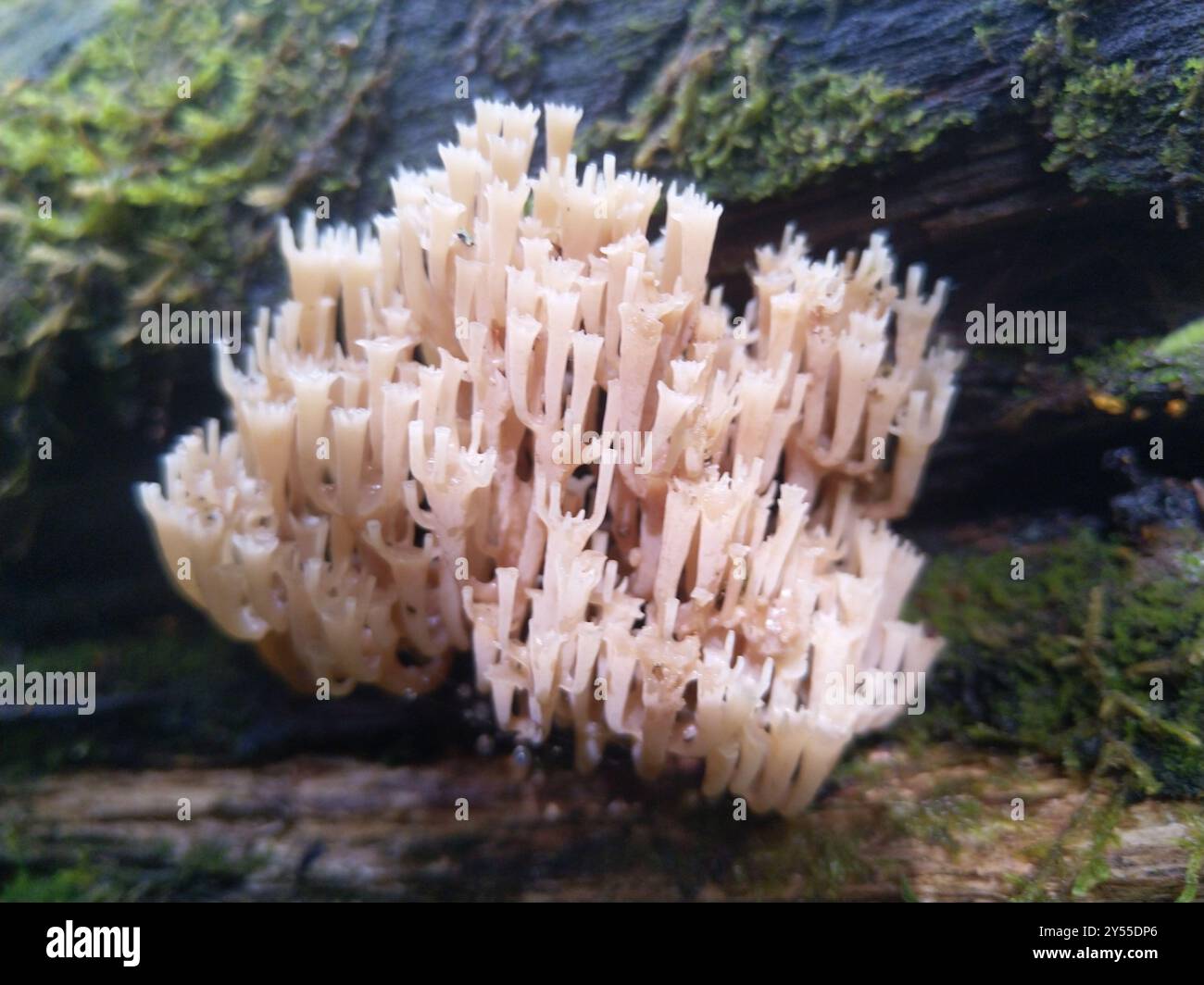 crown-tipped coral fungus (Artomyces pyxidatus) Fungi Stock Photo - Alamy