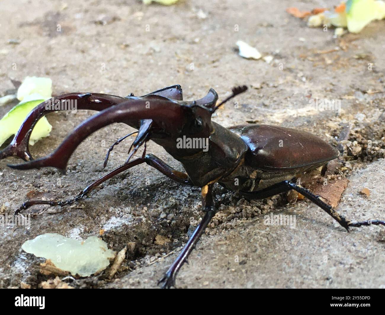 Giant Stag Beetle (Lucanus elaphus) Insecta Stock Photo - Alamy